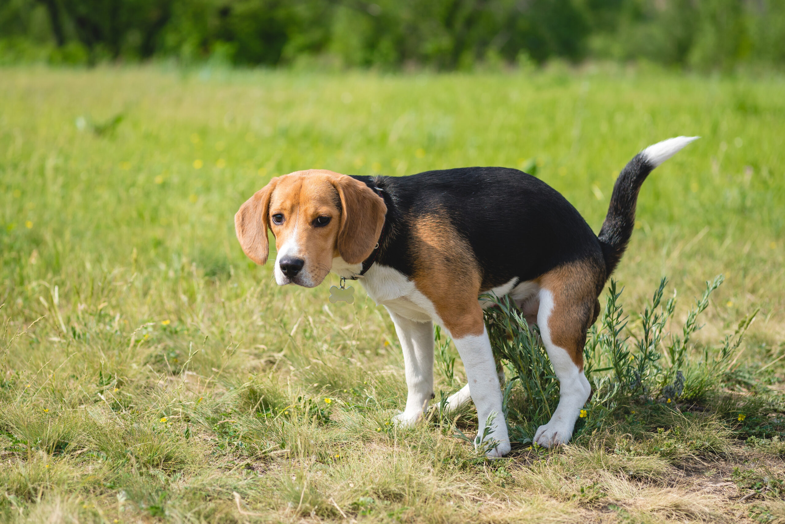 Why is Your Dog Not Pooping? | Berthoud Animal Hospital | Pet News